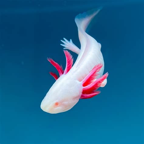 Albino Axolotl Axolotls For Sale Axolotl Planet