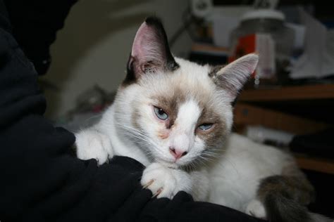 Free Photo Sleepy Cat Brown Cat Claws Free Download Jooinn