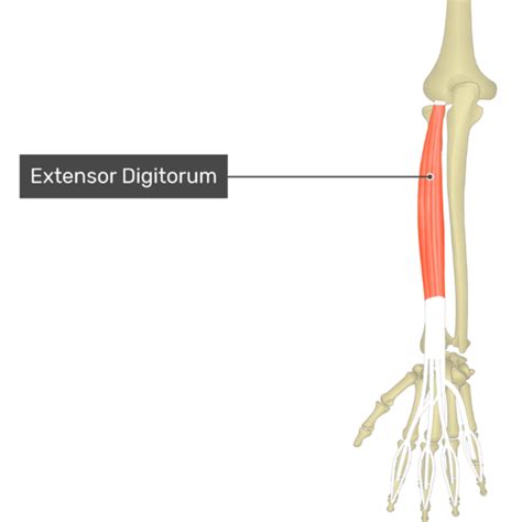 A Posterior View Of The Forearm Showing The Bony Elements And Isolated