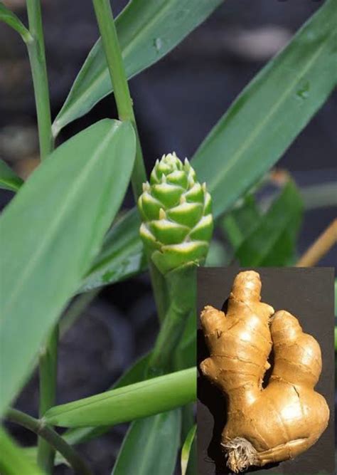 Edible Ginger Plants