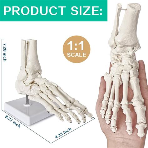 Human Foot Bones Labeled