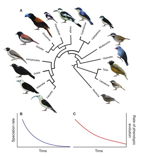 Darwins Finches Adaptive Radiation