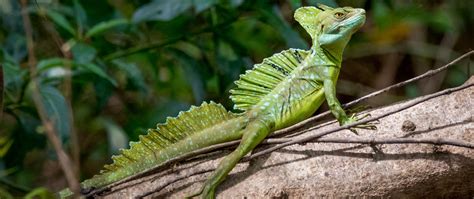 Download Wallpaper 2560x1080 Basilisk Lizard Reptile Log Dual Wide