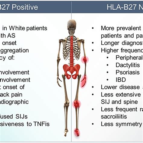 Differences In Clinical Phenotypes Between Hla‐b27‐positive And
