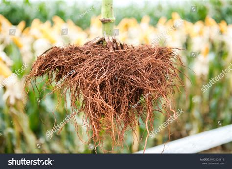 Fibrous Root Images Stock Photos Vectors Shutterstock