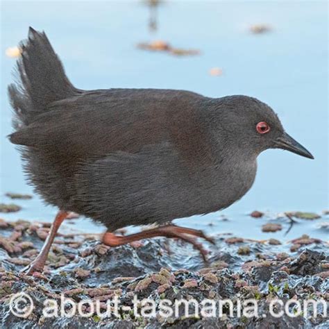 Spotless Crake About Tasmania