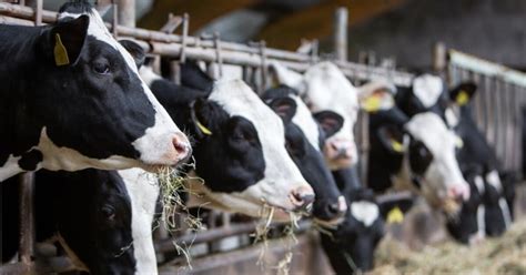 Usda Orders Mandatory Bird Flu Testing For Dairy Cows