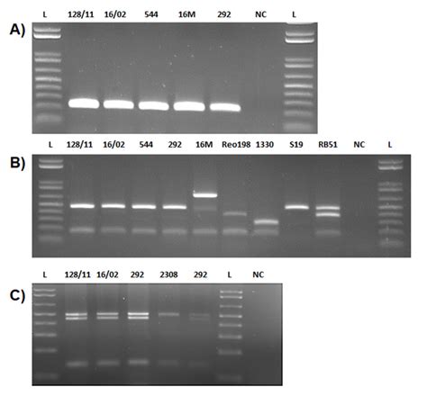 Scielo Brasil Phenotypic And Genotypic Characterization Of Brucella