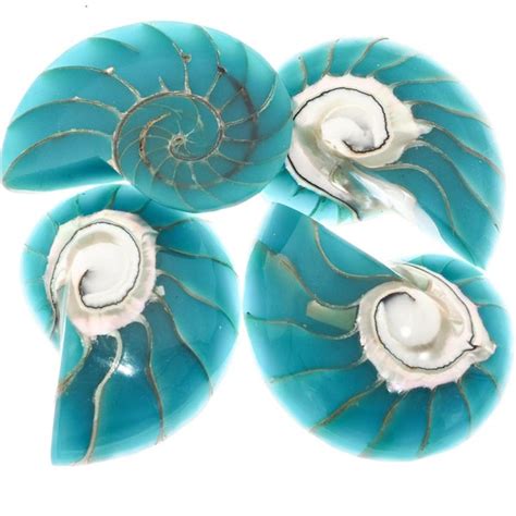 Chambered Nautilus Etsy