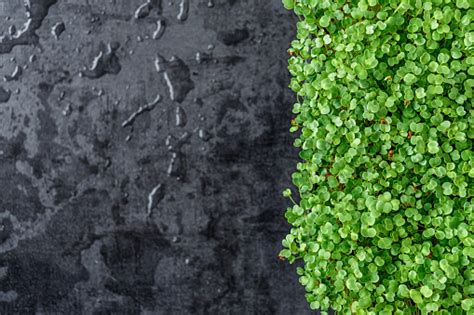 플라스틱 트레이의 마이크로 그린 검은 슬레이트 테이블에 다른 마이크로 그린 플랫 누워 대마 생분해 성 매트에 마이크로 그린을