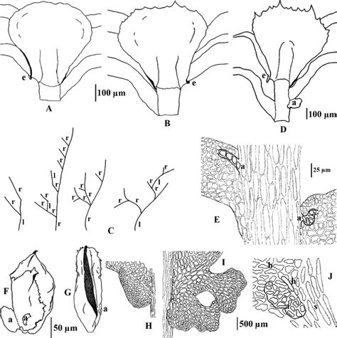 Adnate Underleaves And Appendages In Thysananthus A And B Stem In