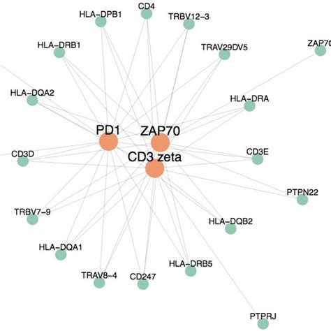 T Cell Receptor Signaling This Network Diagram Outlines The Overlap Of Download Scientific