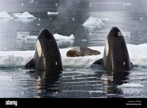 Killer Whales Orcinus Orca Spy Hopping To Observe Weddell Seal Leptonychotes Weddellii In
