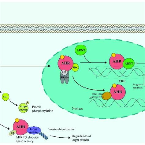 The Cellular Aryl Hydrocarbon Receptor Ahr Signaling Pathway Once Download Scientific