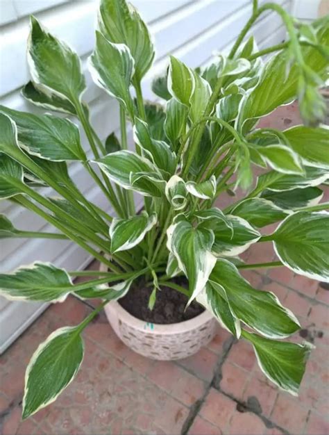 Продаж квітів🌺Квітковий Рай в Україні 🌺 Крамниця квітів Акційна пропозиція на саджанці