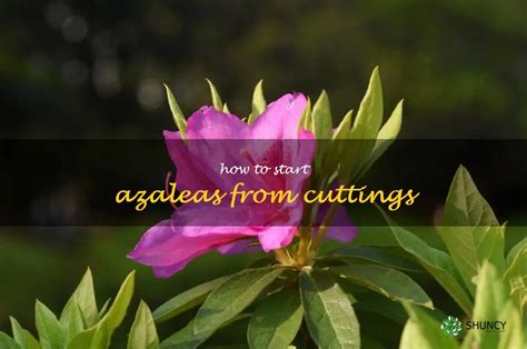 A Step By Step Guide To Starting Azaleas From Cuttings ShunCy