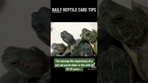 Lifespan Of A Red Eared Slider 🐢 Daily Reptile Care Tips
