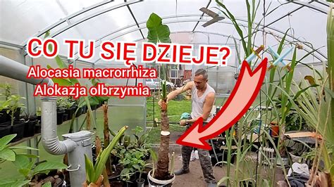 Alocasia macrorrhiza, alokazja olbrzymia gnije! Dzielenie alokazji na ...