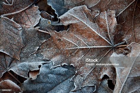 갈색 단풍 나무 잎의 숲 바닥은 수정처럼 맑은 호고서리 클로즈업으로 덮여 있습니다 자연 질감 배경 배경 화면 그래픽 자원 가을 색상 초겨울 첫 눈 기후 0명에 대한 스톡
