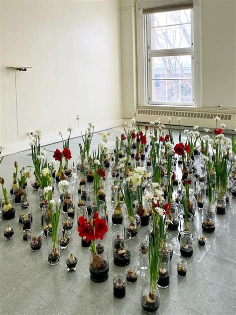 Program Interrupted Mollygambardella