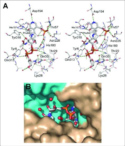 Substrate Binding Site Of Psec With Bound Pmp Udp L Altnac A Stereo Download Scientific