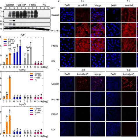 A Hypothetical Model Shows How Excess Prpc Inhibits Muscle Cell