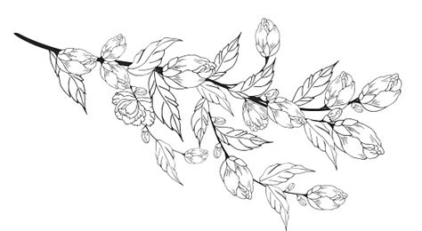 섬세한 꽃 배경 고급스러운 피는 가지 프레임 테두리 섬세한 꽃과 새싹의 가지 윤곽선 손 그리기 조각 텍스트 공간 포함 드로잉에
