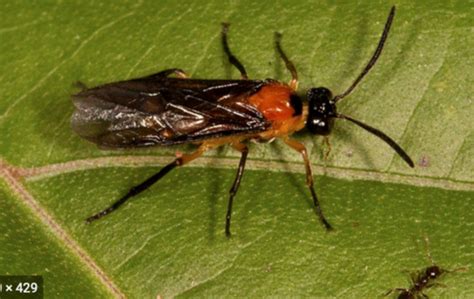 Hymenoptera Flashcards Quizlet