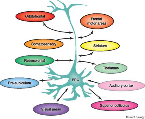 Posterior Parietal Cortex