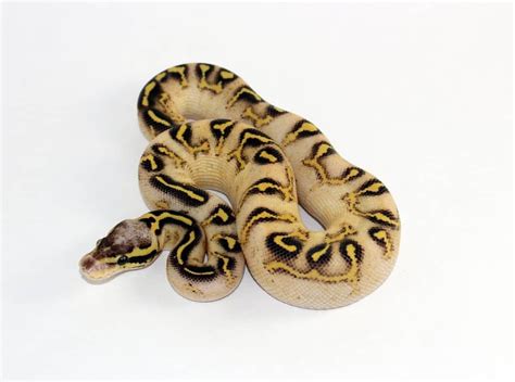 Guess The Genes Royalpython Ballpython Snakes Python Pet Snake