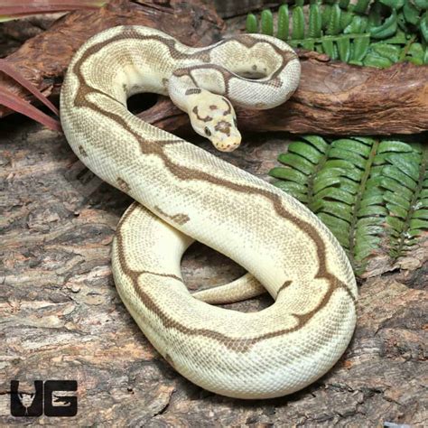 Lavender Albino Spider Ball Python For Sale Underground Reptiles