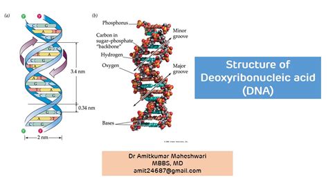 Dna Structure Structure Of Deoxyribonucleic Acid Biochemistry Molecular Biology Youtube