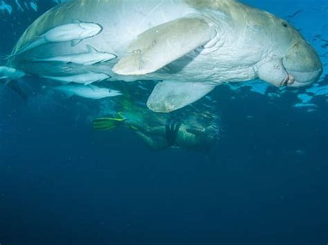 Media Centre The Dugong And Seagrass Conservation Project