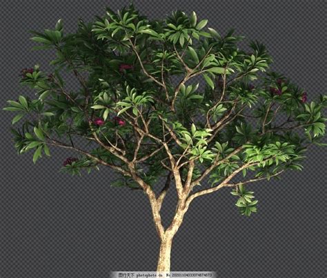 渲染树图片 其他 其他 图行天下素材网