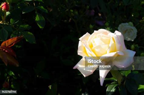 어두운 배경 얕은 깊이로 피는 아름다운 오렌지색 장미 꽃을 닫으십시오 Day 8에 대한 스톡 사진 및 기타 이미지 Day 8 개화기 건강관리와 의술 Istock