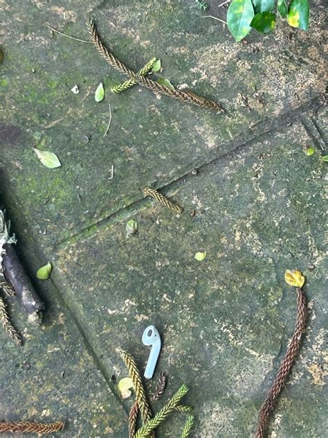 Airpods幫你撿到軍訓室ㄌ 新生醫護管理專科學校板 Dcard