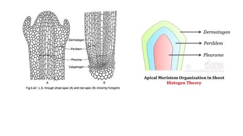 Histological Organization Of Root And Shoot Apices Pptx