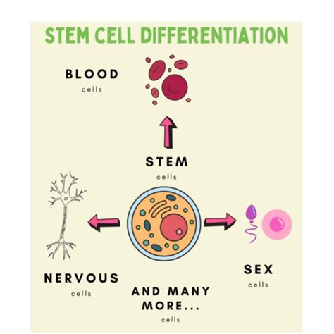 Stem Cell Differentiation Download Scientific Diagram