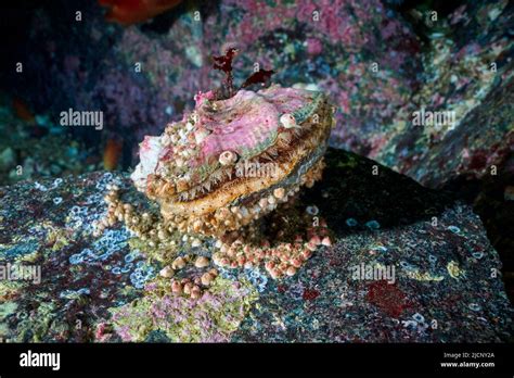 Swifts Scallop Swiftopecten Swiftii With Balanus Sp Barnacles
