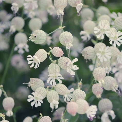 Silene Vulgaris Blushing Lanterns