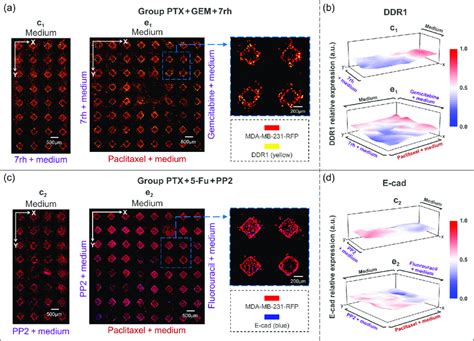 Immunofluorescence Analysis Of Cellular Proteins A Merged Download Scientific Diagram