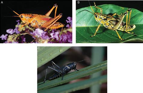 Biology And Management Of The Easter Lubber Grasshopper Orthoptera