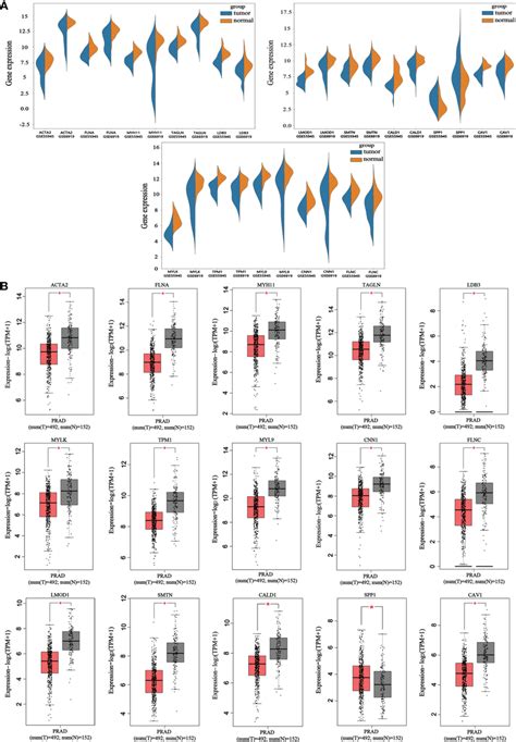 violin plots and boxplots of 15 hub candidate genes using gepia a