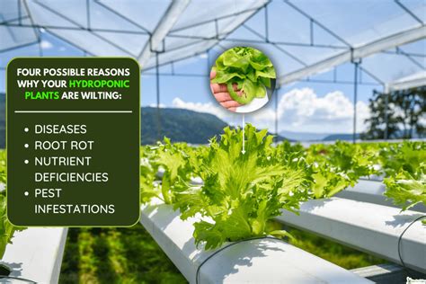 Why Are My Hydroponic Plants Wilting How Can I Fix It
