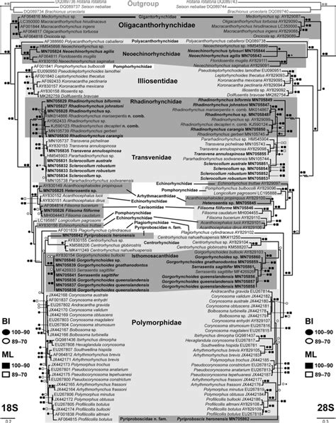 majority rule bayesian phylogram of the 18s and 28s rdna download