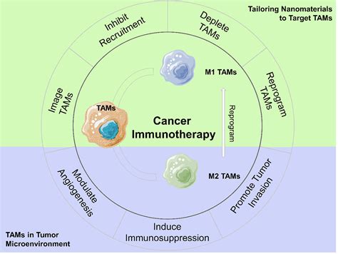 Nanomaterials Targeting Tumor Associated Macrophages For Cancer