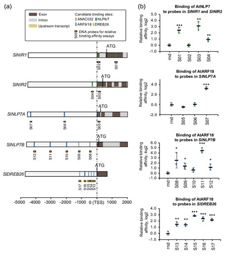 Transcription Factor Binding Motifs And In Vitro Assays Support