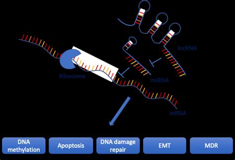 Interplay Of Lncrna And Mirna In The Modulation Of Rna Expression In