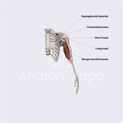 Biceps Anatomi Long Head Of Biceps Brachii Complete Anatomy