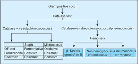 Staphylococcus Aureus Catalase Test
